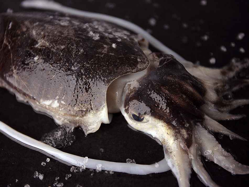 Comprar Sepia Gallega | Galicia MariscoⓇ