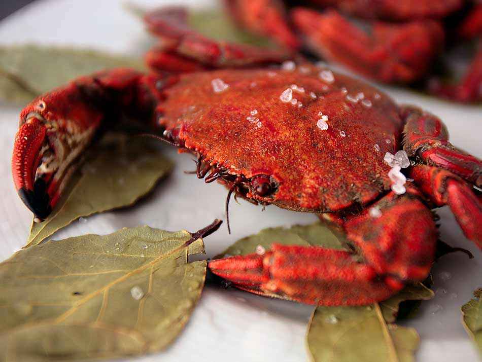 Comprar Nécora Gallega | Galicia MariscoⓇ