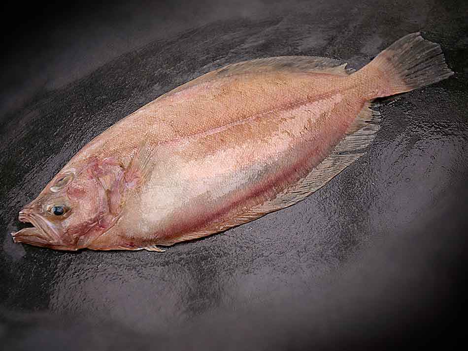 Comprar Gallo Pescado Fresco | Galicia MariscoⓇ